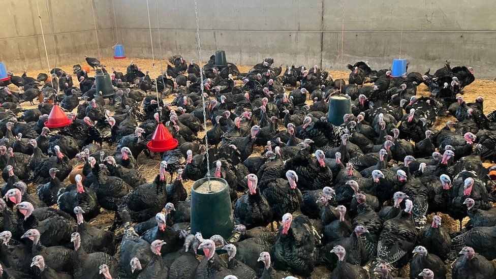 Christmas turkey bird flu warning from Tamworth farmer - BBC News
