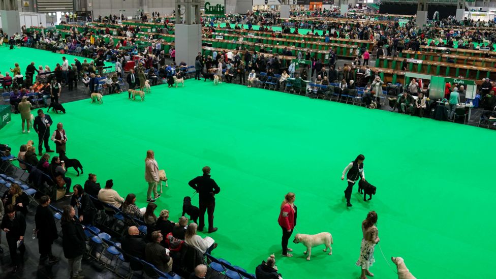 Last preparations as Crufts 2024 enters final day - BBC News