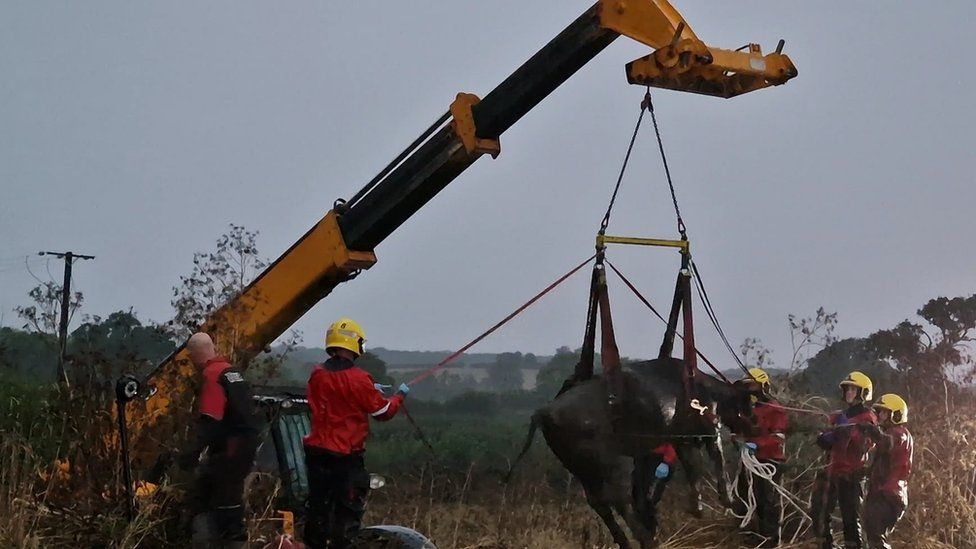 Dorset cow hoisted to safety after getting stuck in mud - BBC News