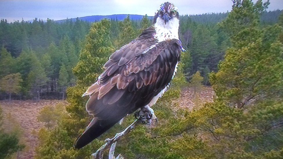 Osprey EJ not raising chicks in 15th breeding season - BBC News