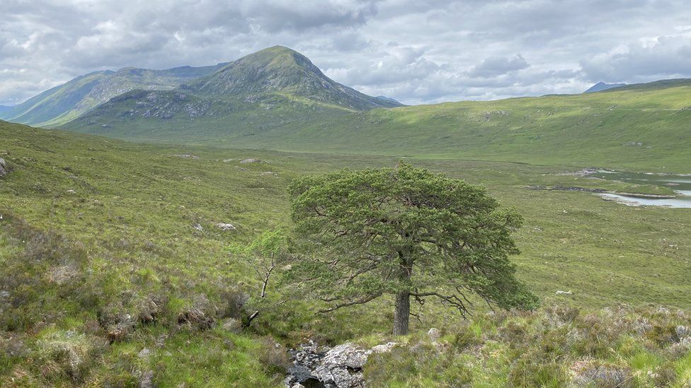 Rewilding: Finding 'lost' pinewood trees in wild Scotland - BBC Newsround