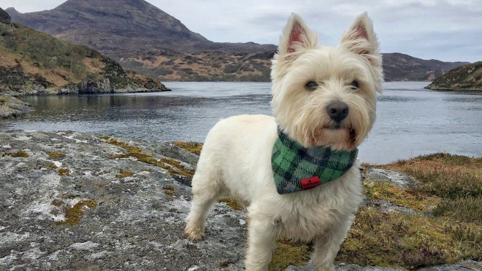 Meet Scotland's 'most well-travelled dog' - BBC News