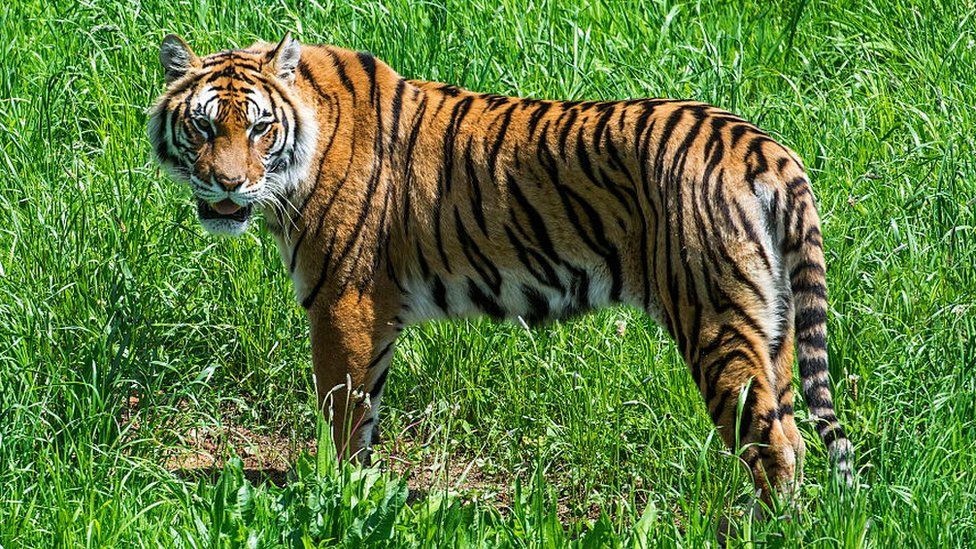 Tiger populations in Nepal 'almost double' in size - BBC Newsround
