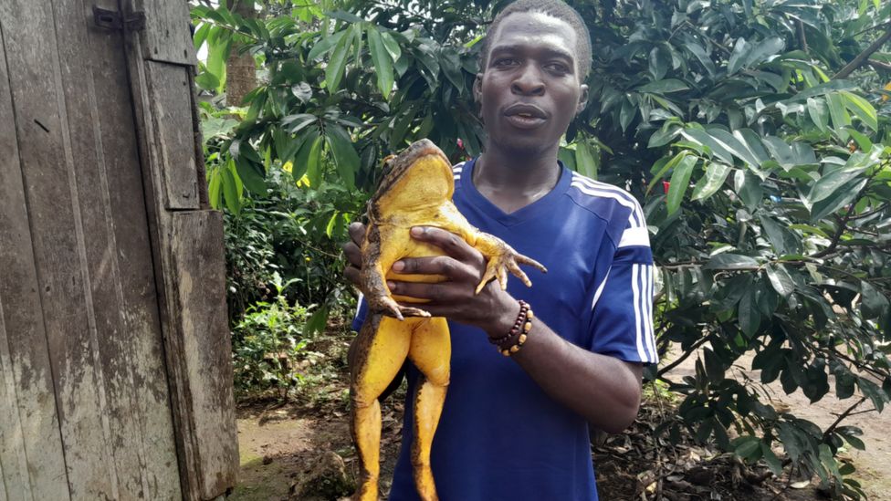 World's largest frog: Group work to save goliath frog from extinction ...