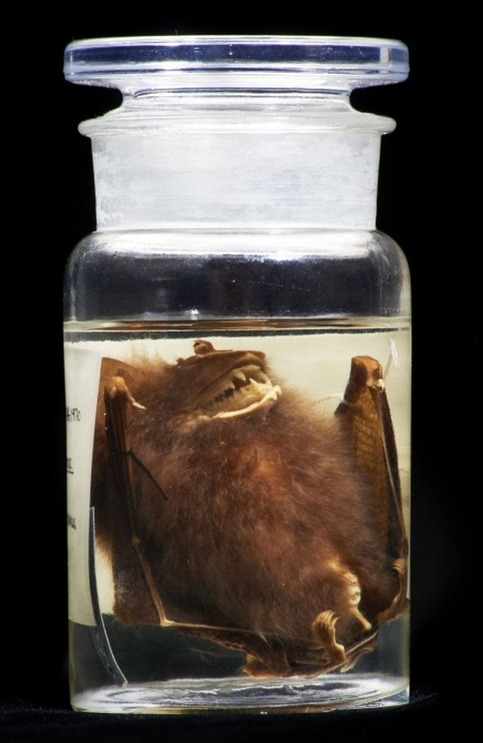 Bat species discovered at Natural History Museum after 30 years - BBC News