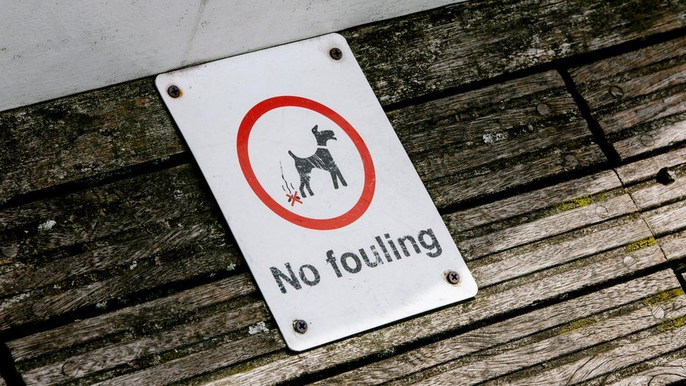 Dog fouling 'enforcement firm' hired in Scottish Borders - BBC News