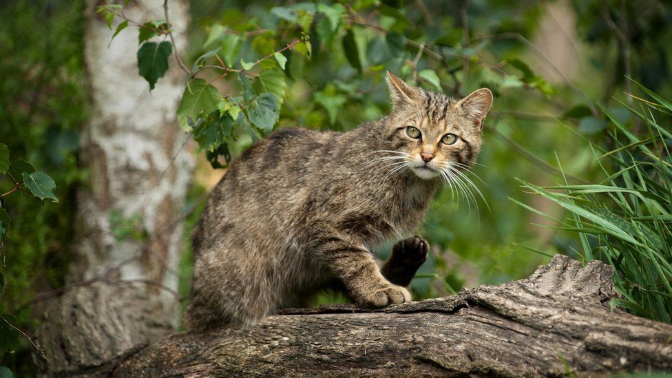 Wildcats to be re-introduced to Devon and Cornwall - BBC Newsround