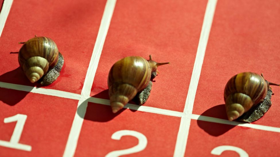 Norfolk snails get set for racing world championships - BBC Newsround
