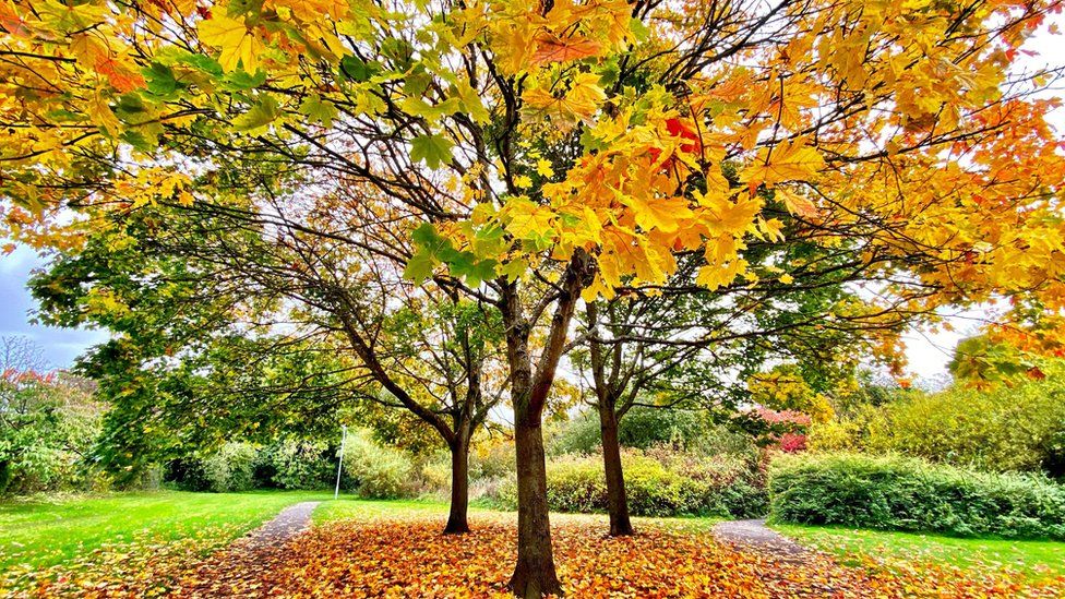 Autumn starts to show its colours across UK - BBC Weather