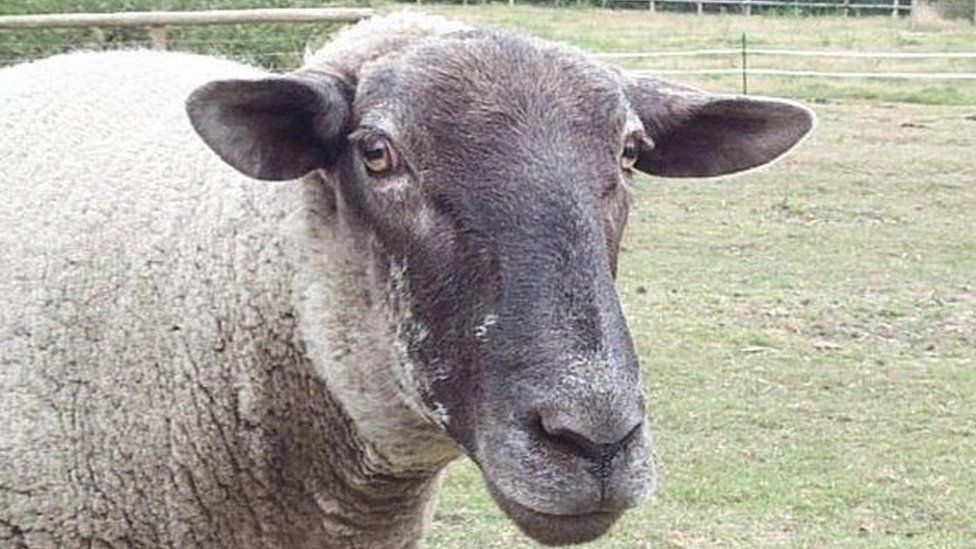Calls to reinstate free-roaming sheep group in Forest of Dean - BBC News