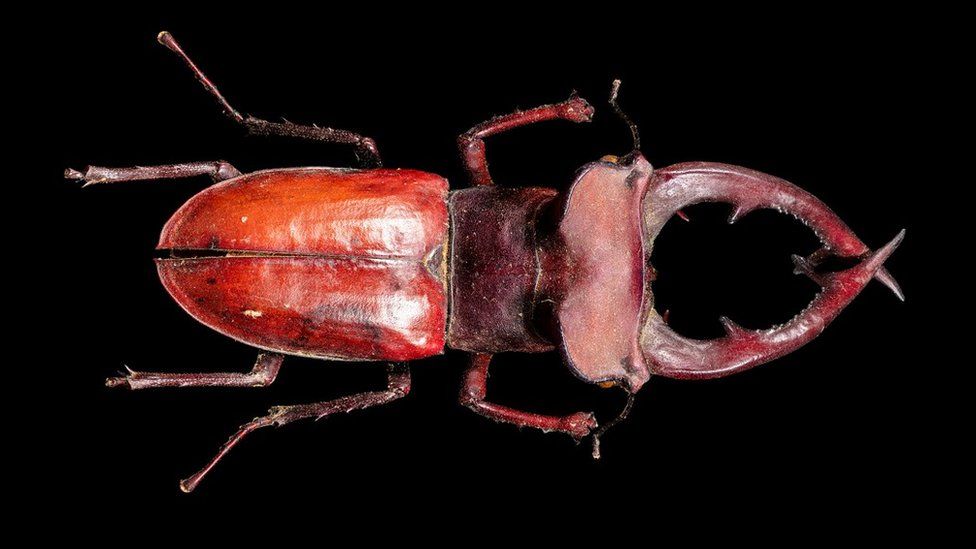'Cool' insect photos in Leeds to inspire girls into science - BBC News