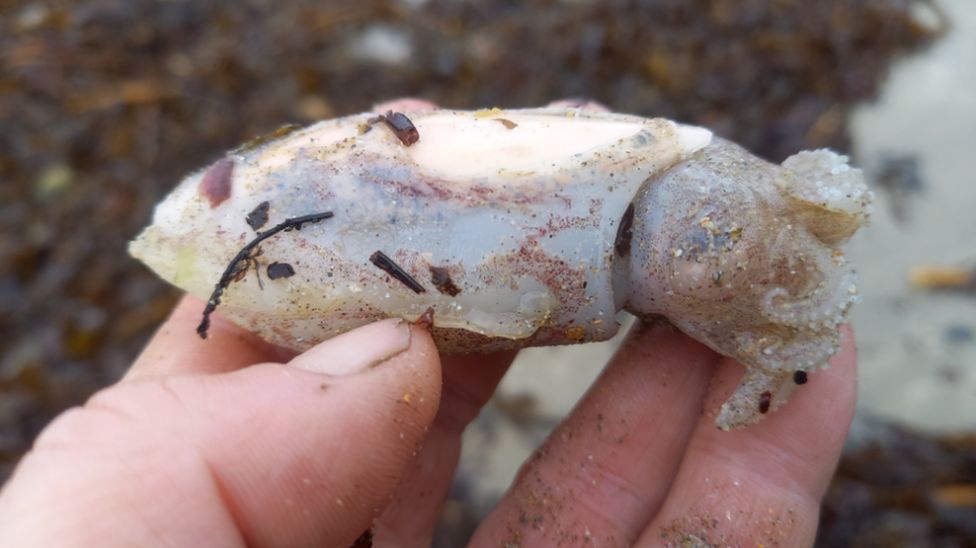 Marazion Beach: Rare cuttlefish found after Storm Eunice - BBC News