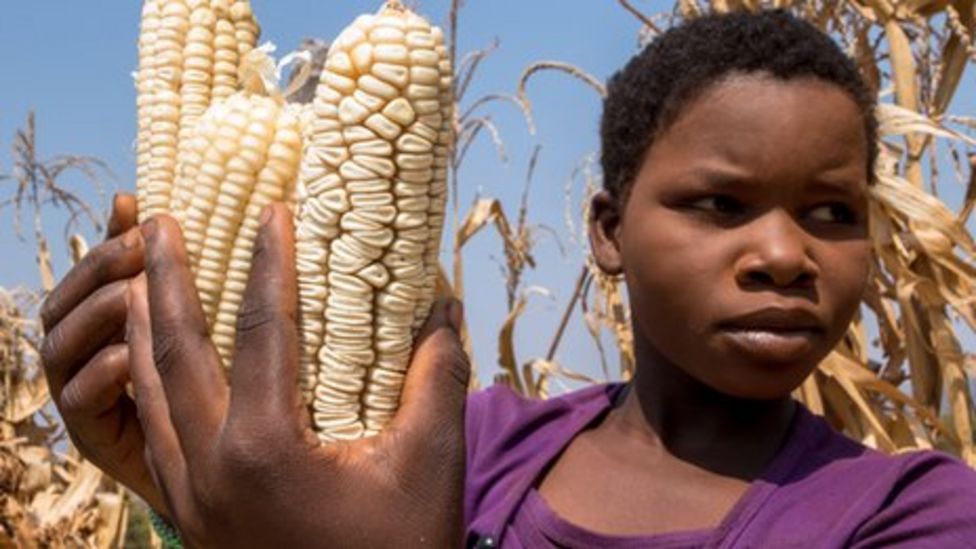 Scientists hungry to deliver food system paradigm shift - BBC News