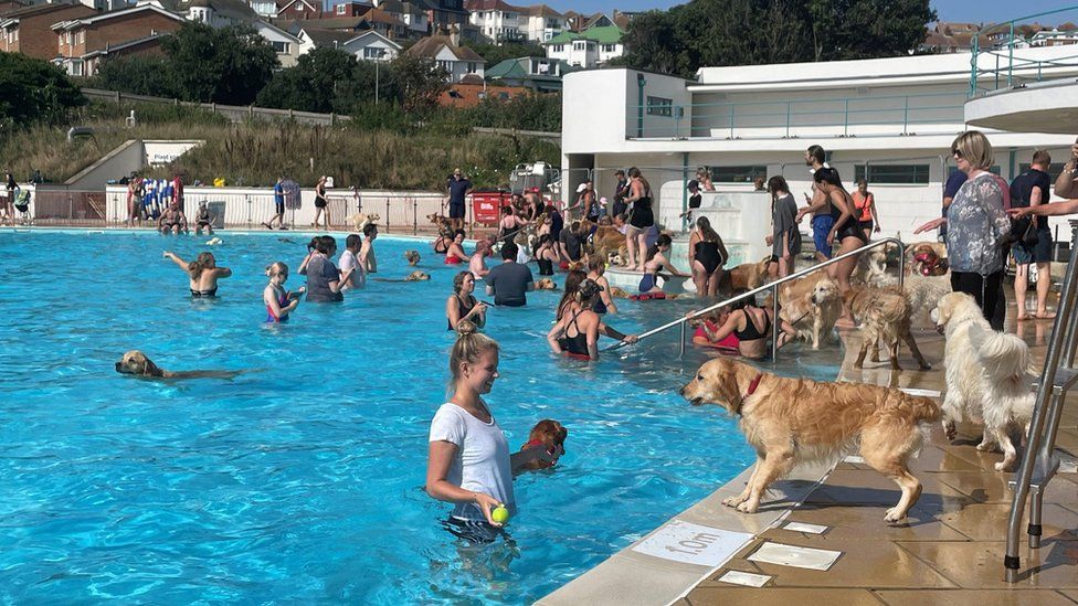 Dogtember: More than 100 dogs take over Saltdean Lido in Brighton - BBC ...