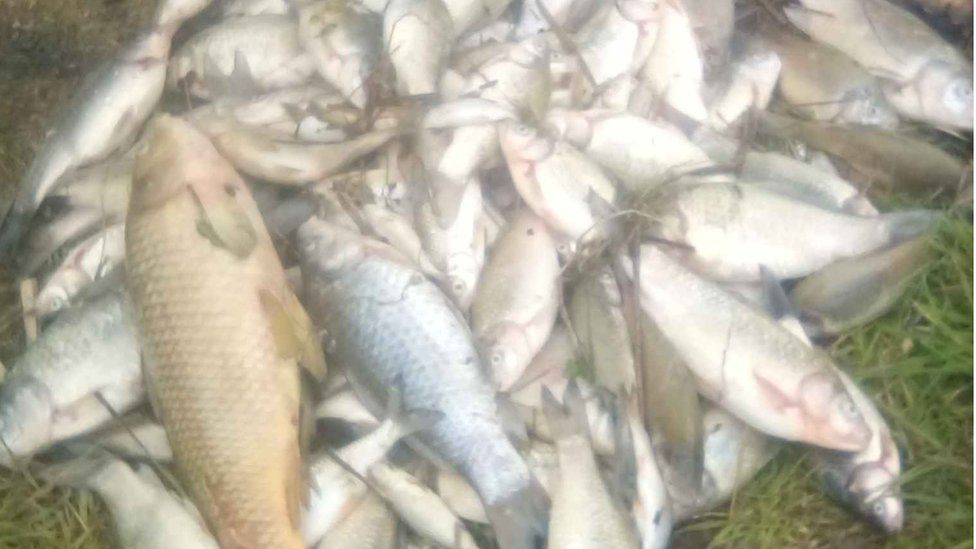 Weymouth: Thousands of fish reportedly poisoned in lake - BBC News
