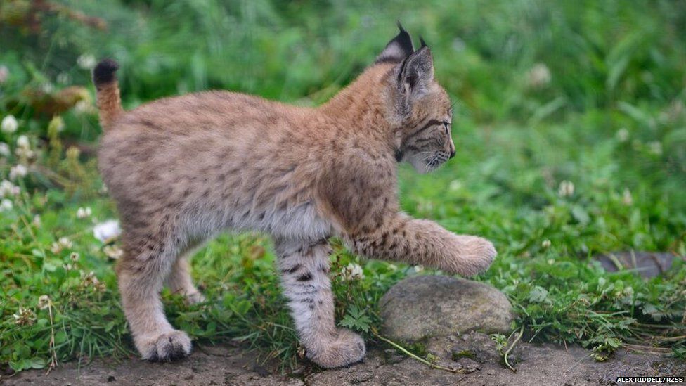 Park's new lynx cubs scout out their enclosure - BBC News