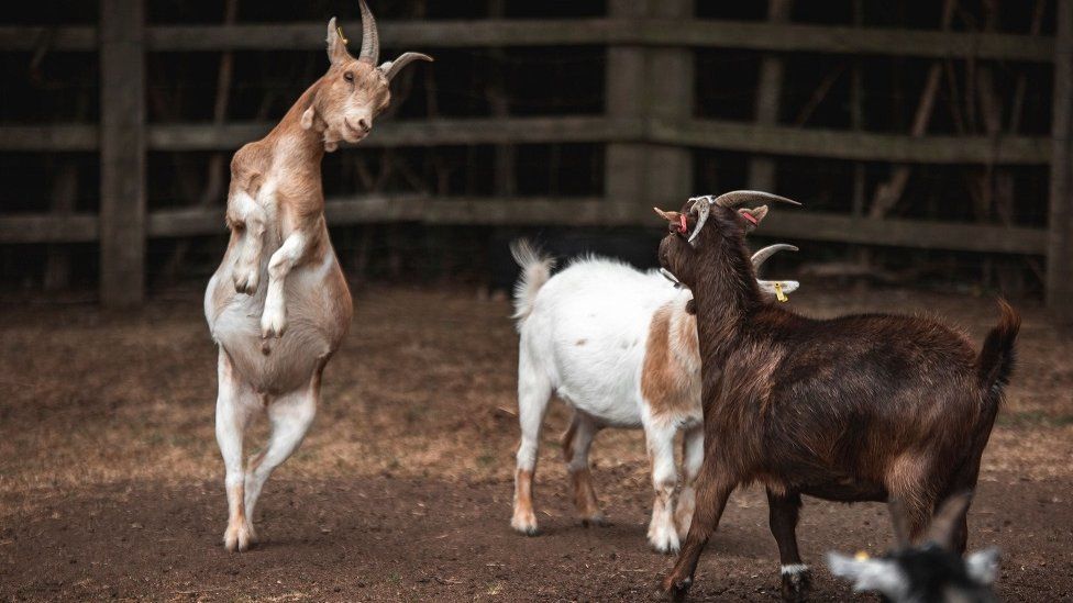 Amersham farm's seven goats stolen in overnight raid - BBC News