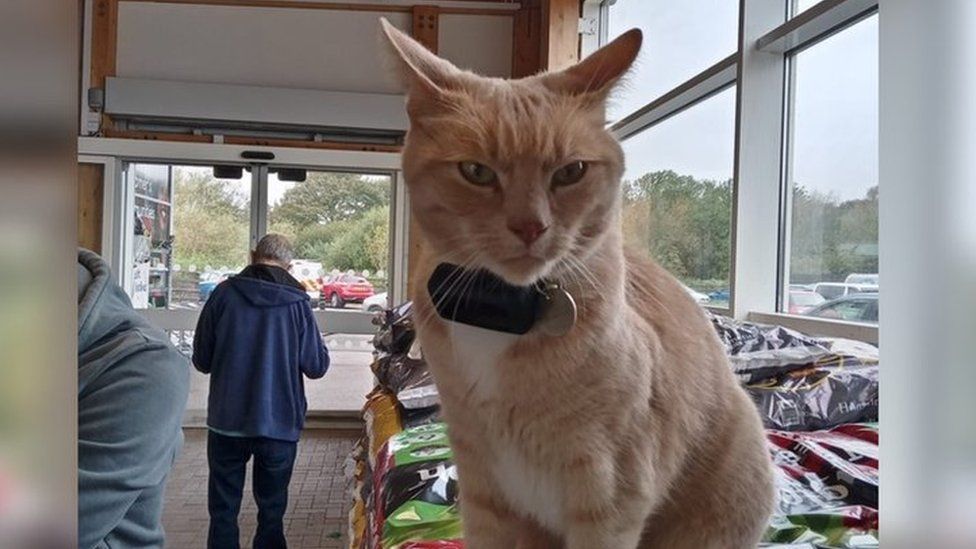 Beloved Didcot cat cuts the ribbon of new shop - BBC News