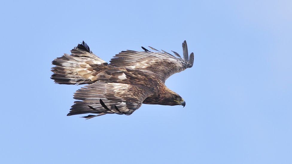 'Shortcomings' in SNH missing eagle investigation - BBC News