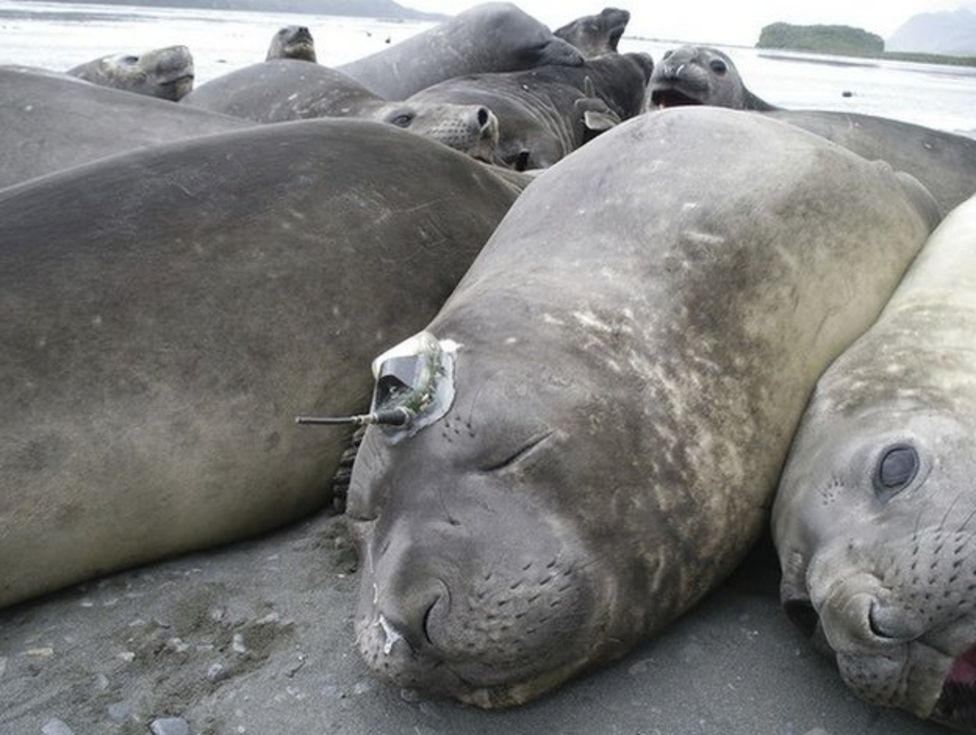 'Internet of animals' spreads its wings - BBC News