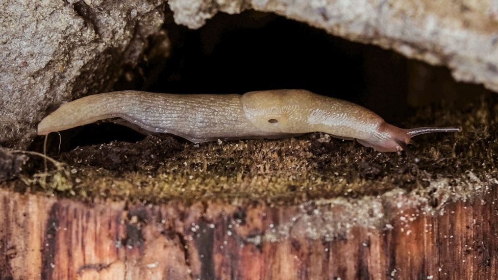 Spiders inspire double-sided sticky tape to heal wounds - BBC News