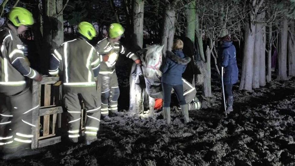 Clifton horse stuck between trees rescued by firefighters - BBC News