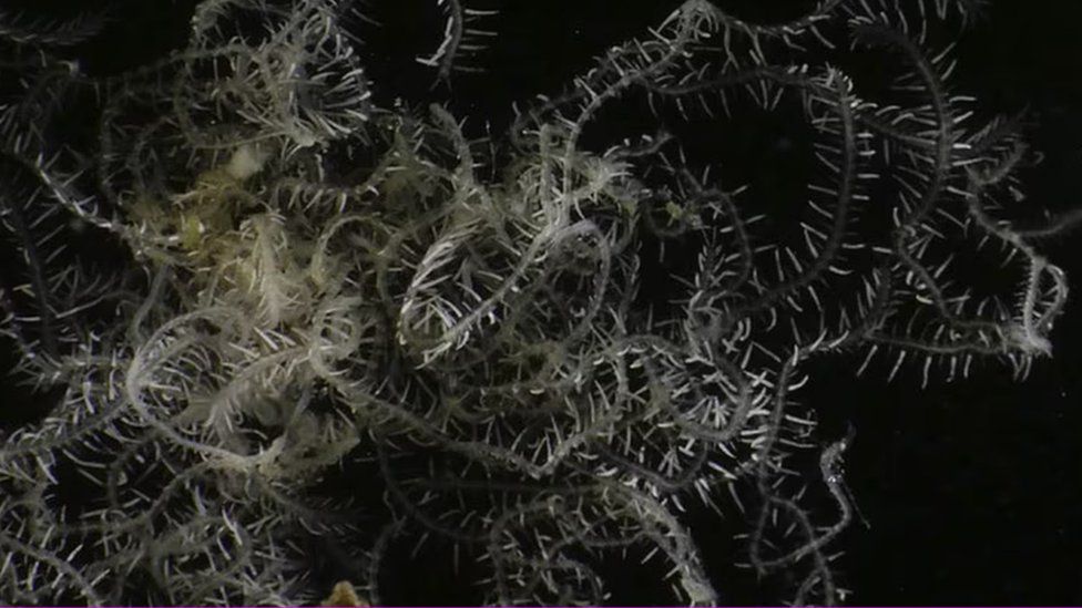 New worm discovered with one head and hundreds of bottoms - BBC Newsround