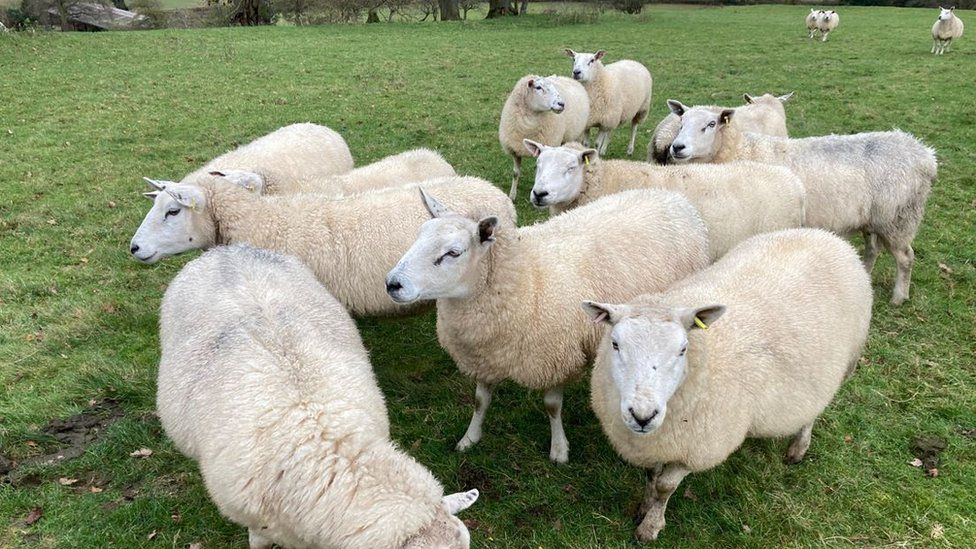 Clarkson's Farm star Kaleb Cooper releases charity sheep rap - BBC News