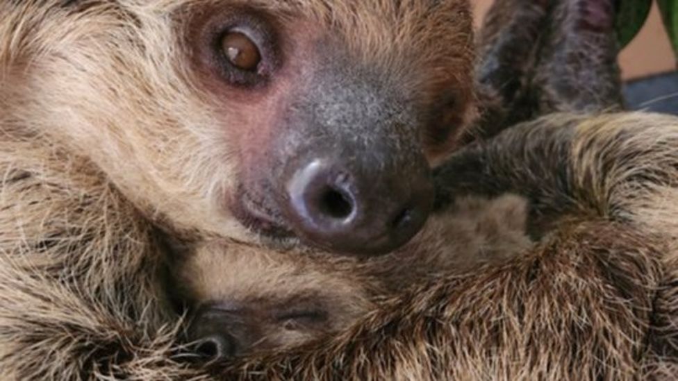 Dudley Zoo welcomes new baby two-toed sloth - BBC News
