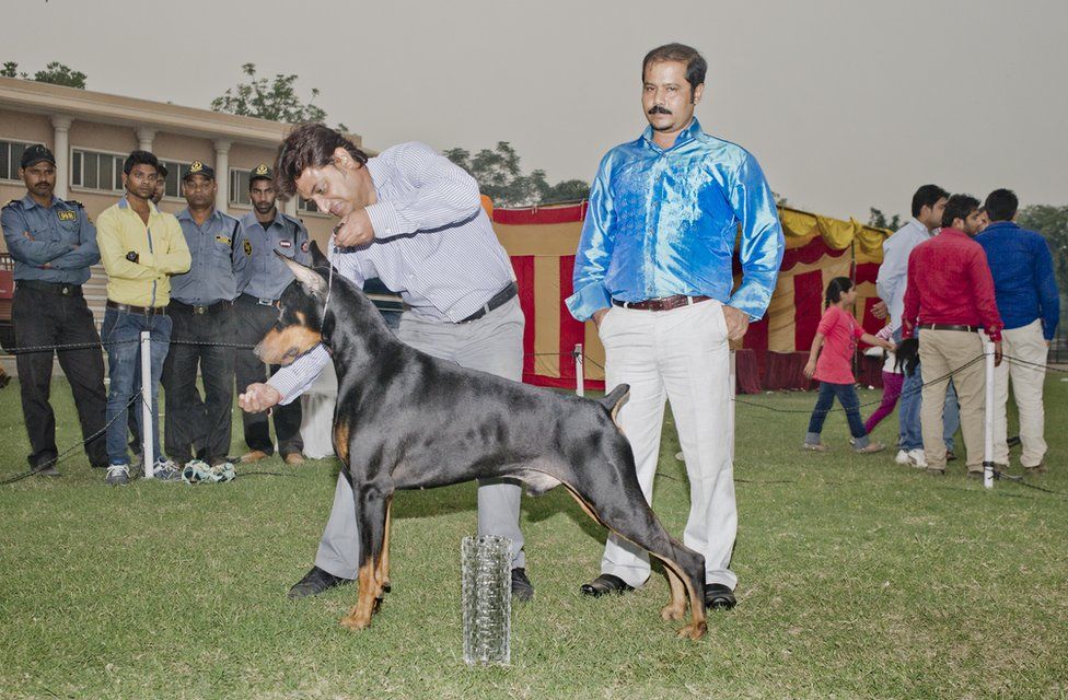 Indians who love to parade their canines - BBC News