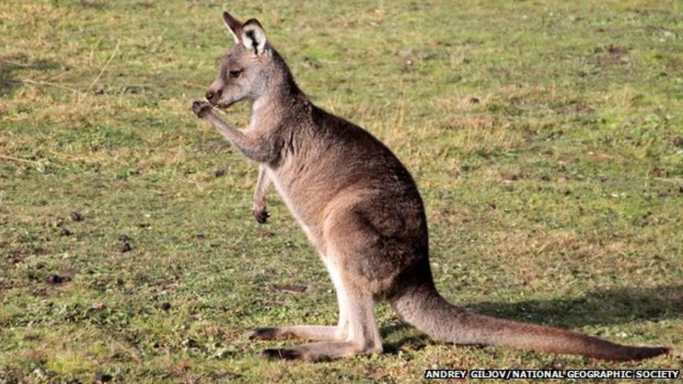 Most kangaroos are 'left-handed' - BBC News
