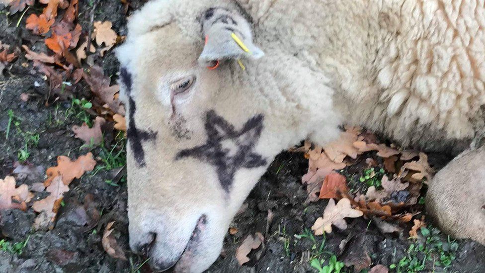 'Occult' attacks on New Forest cattle and sheep - BBC News