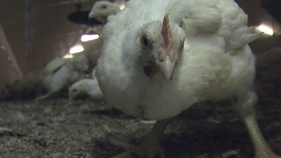 Supermarket chickens 'suffering agonising deaths' - BBC News