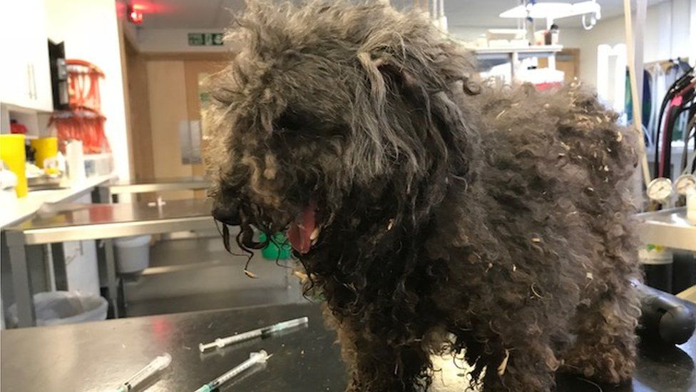 Norwich dog found with 'smashed' jaw put to sleep - BBC News