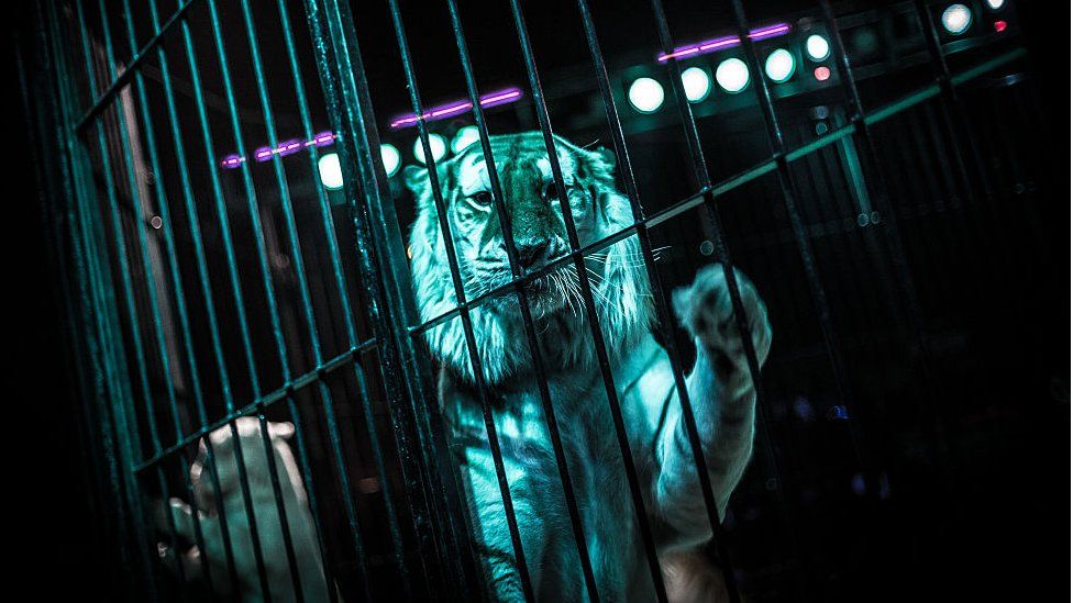 Orfei Circus tigers maul trainer to death in southern Italy - BBC News