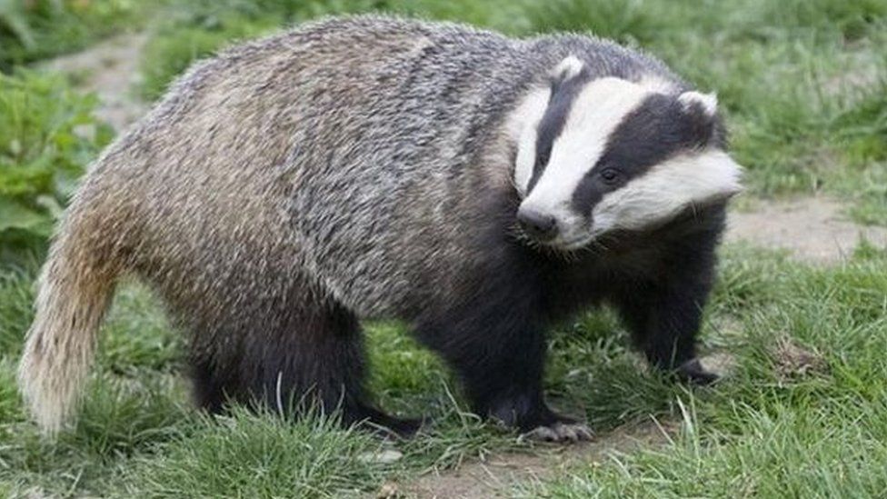 'Camgymeriad' rhyddhau enwau ffermydd difa moch daear - BBC Cymru Fyw