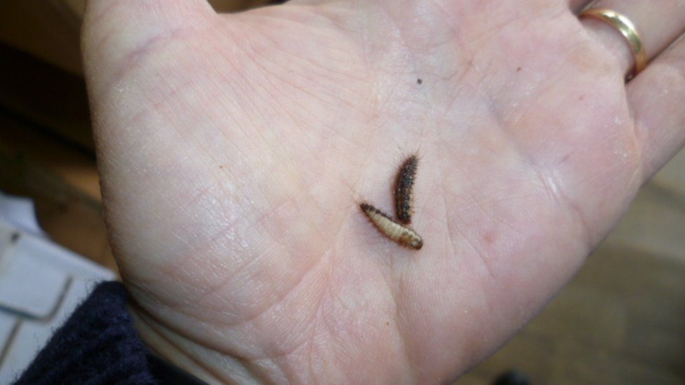 Reading shop with maggot-infested meat ordered to improve - BBC News