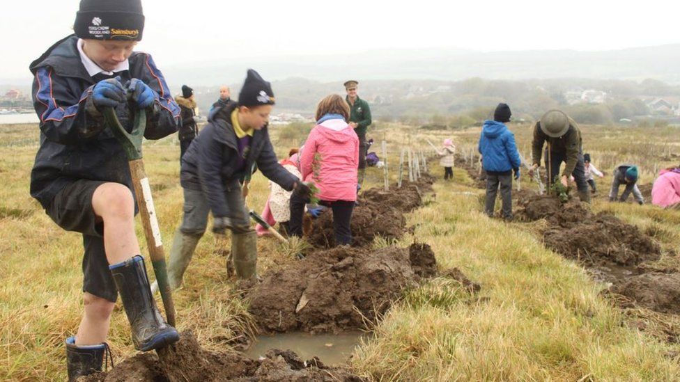 Campaign to trace WW1 Battle of Verdun oak trees - BBC News