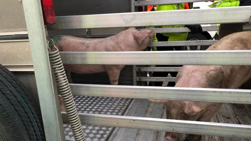 Pig trailer overturns on M1 motorway - BBC News