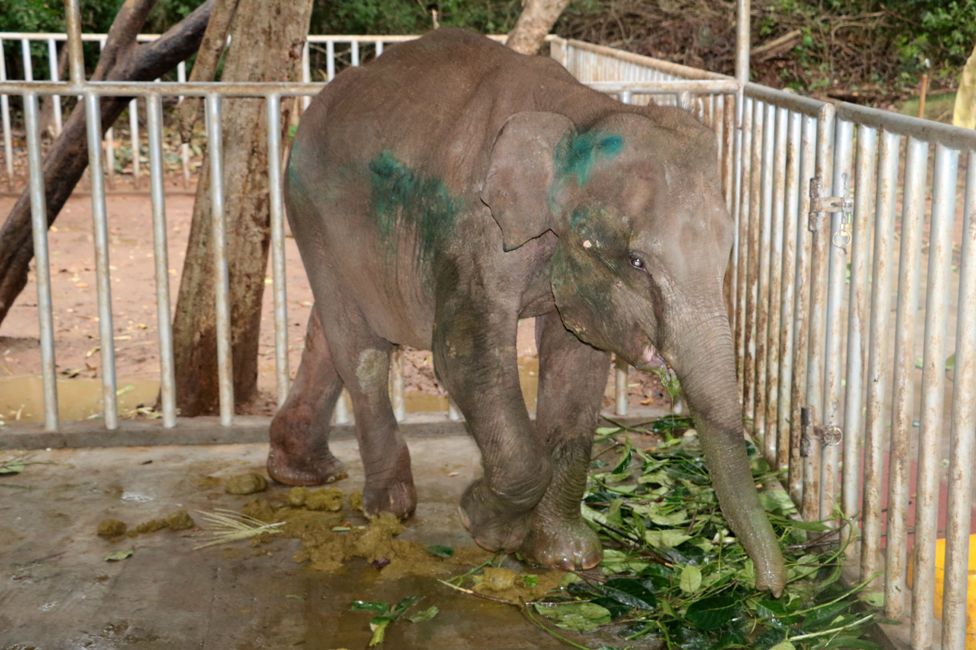 The day my child was killed by an elephant - BBC News