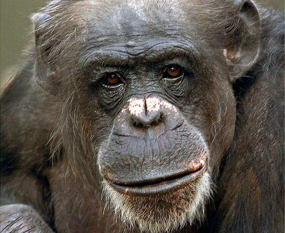One of Twycross Zoo's first chimps dies aged 50 - BBC News