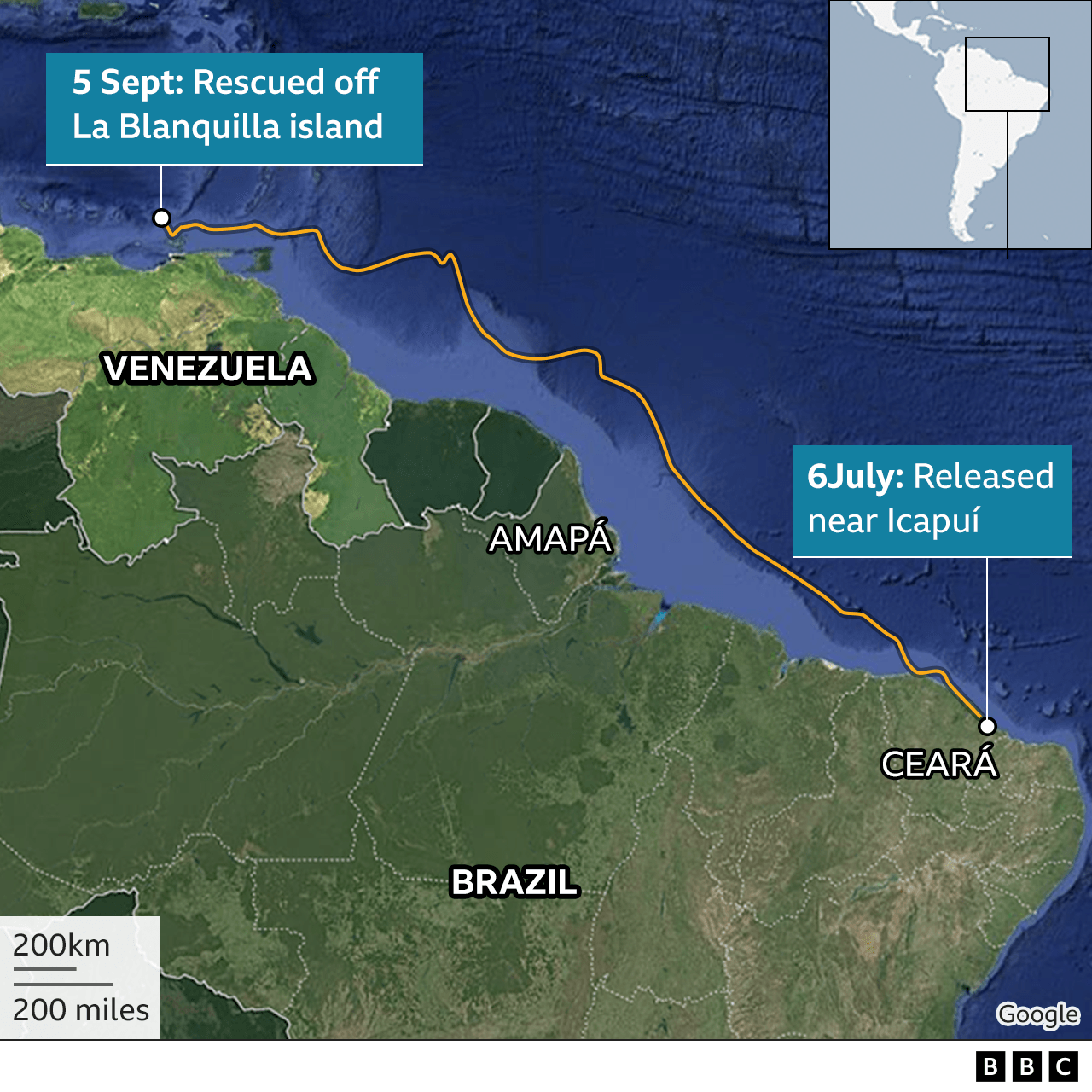 Tracking Tico: Manatee rescued after frantic search - BBC News
