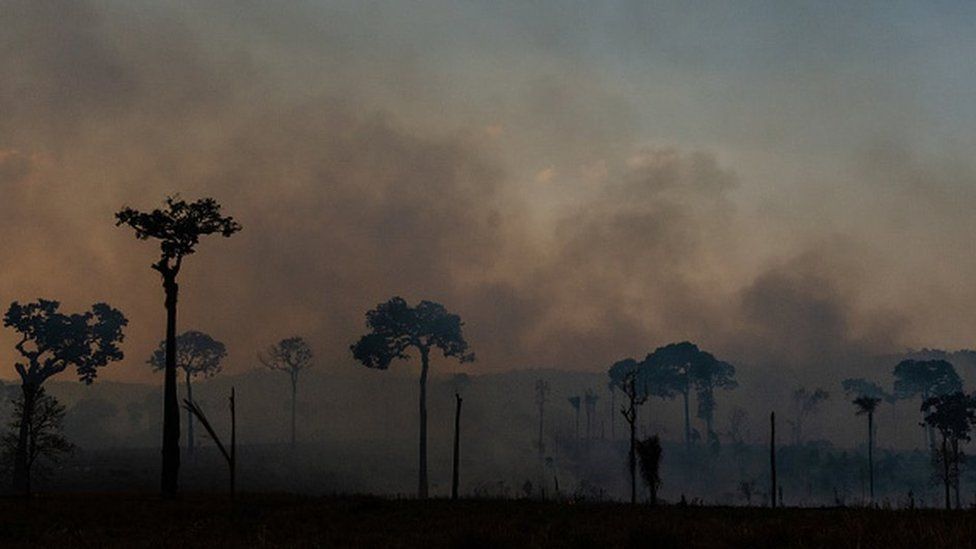 Amazon rainforest deforestation at record high says INPE report - BBC ...