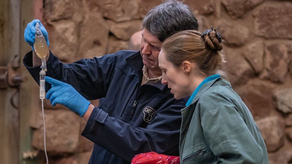Elephant recovers from deadly virus after new treatment - BBC Newsround