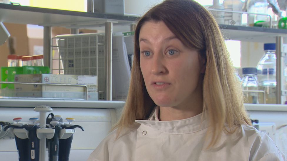 Why a Scottish lab is breeding mosquitoes - BBC News