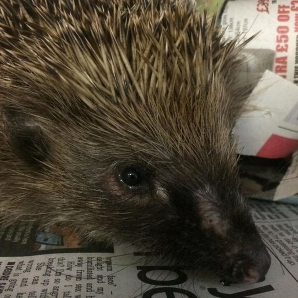 Nottinghamshire hedgehog burned with acid released back into wild - BBC ...