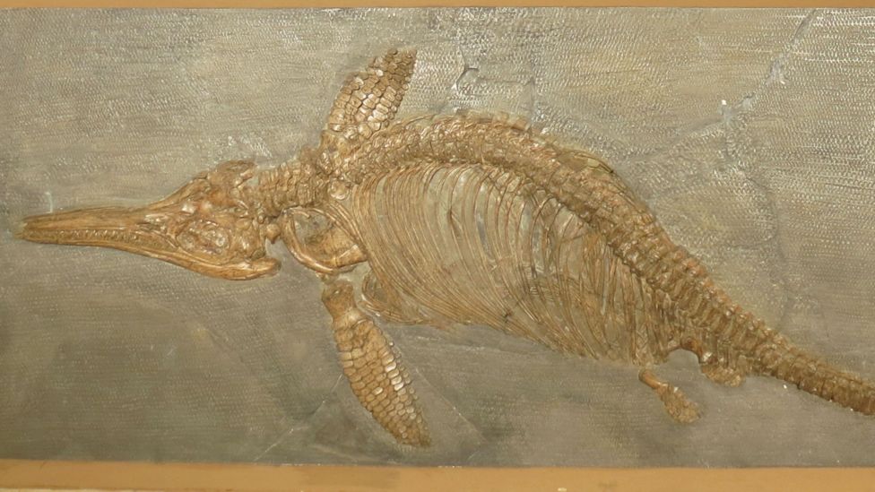 'Sea dragon' fossil is 'largest on record' - BBC News
