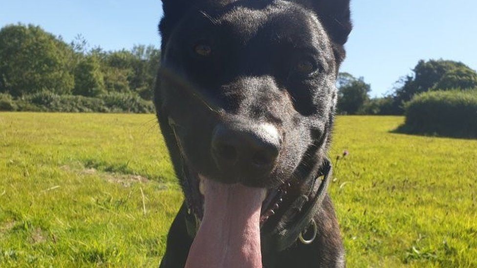 Police dogs detect suspected Class A drugs stash - BBC News