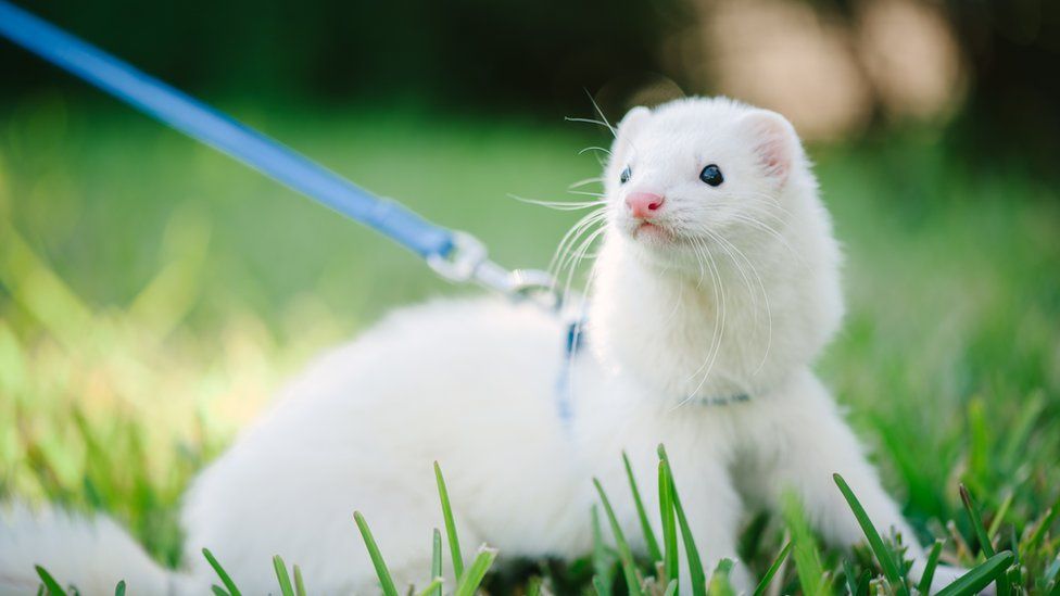 Weekly newspapers: Farage, fashion and ferrets feature - BBC News