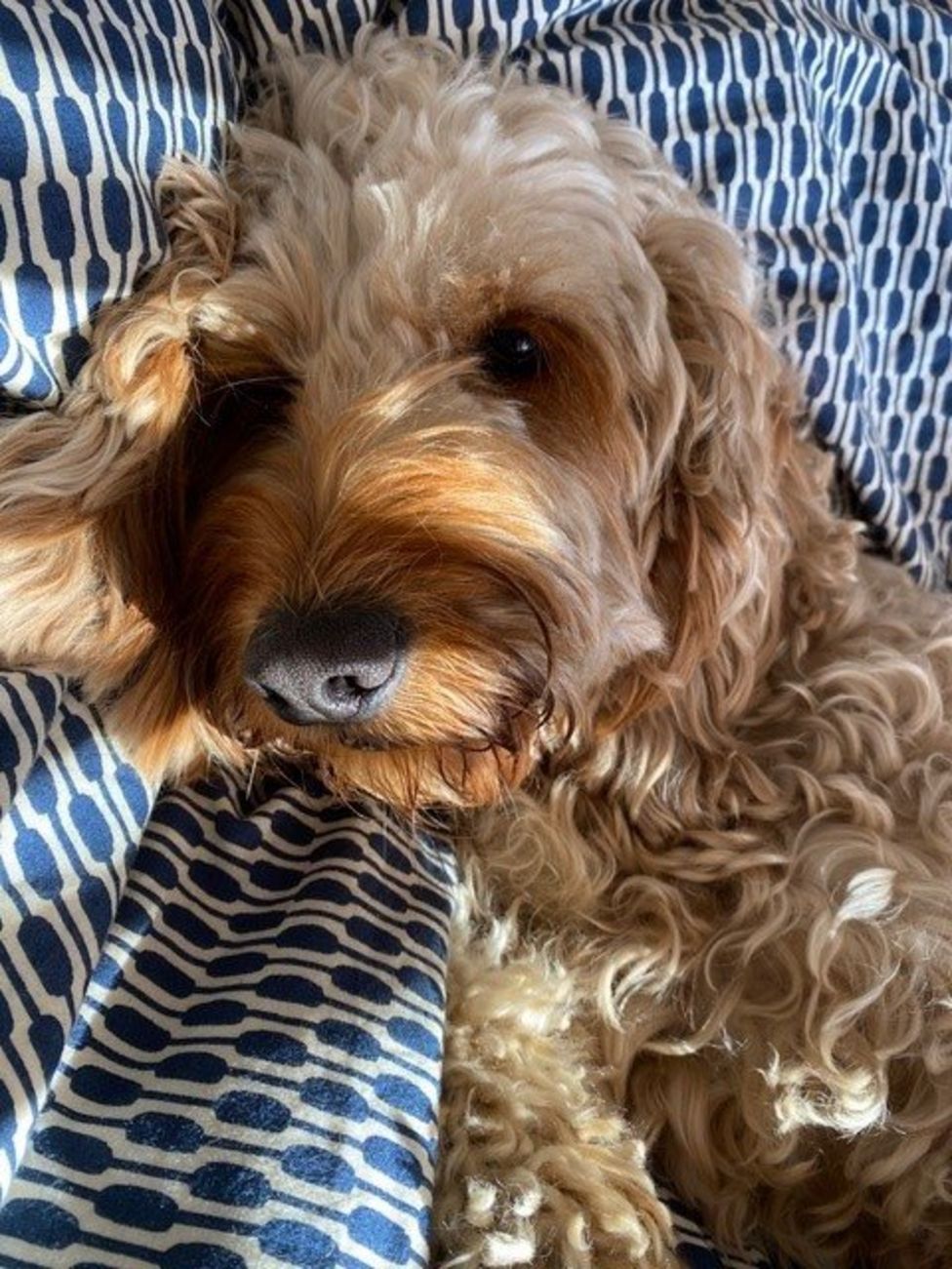 Ateb y Galw: Malan Fon - BBC Cymru Fyw